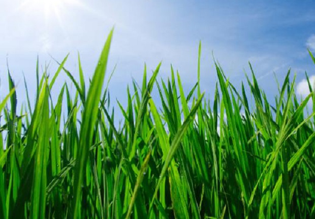 Logan Boersma, Residential/Rural Sales | Barfoot & Thompson